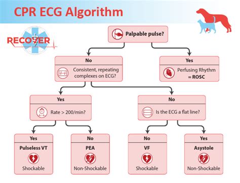 Ecg Algorithm Pdf