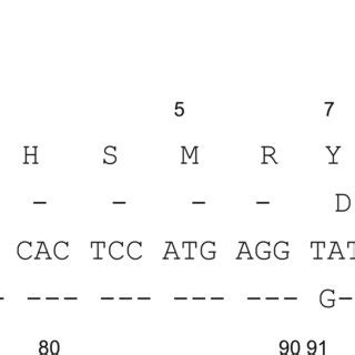 Nucleotide And Predicated Amino Acid Sequence Of Partial Exon 2 Of The Download Scientific
