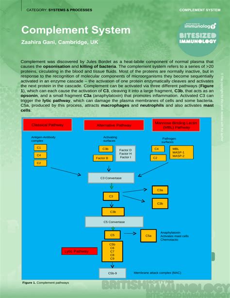 Complement System Pathways And Function