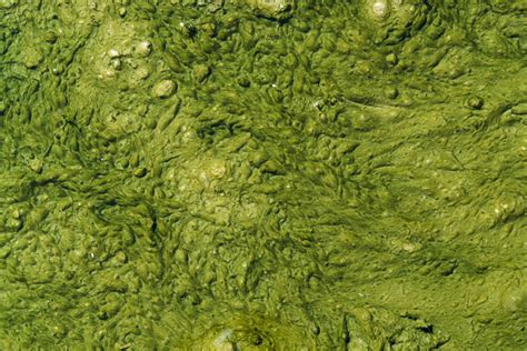 Characteristics Of Green Algae And Plants