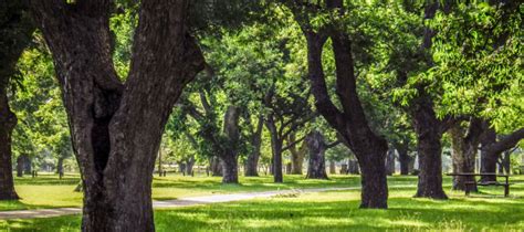 Tree Pruning Versus Trimming ABC Blog