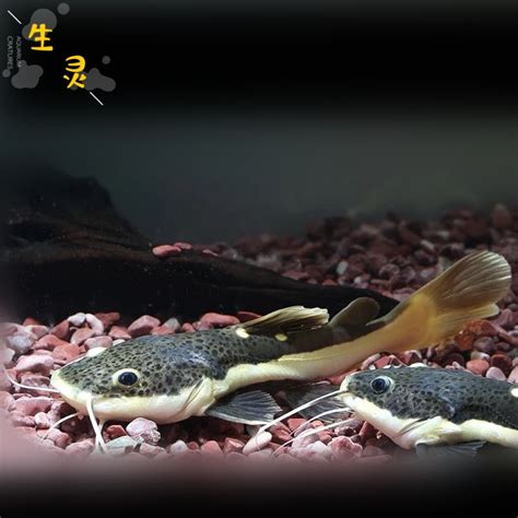招财猫鱼狗仔鲸红尾鲶鱼清洁水族黄金猫热带鱼观赏鱼大型鱼龙鱼虎窝淘