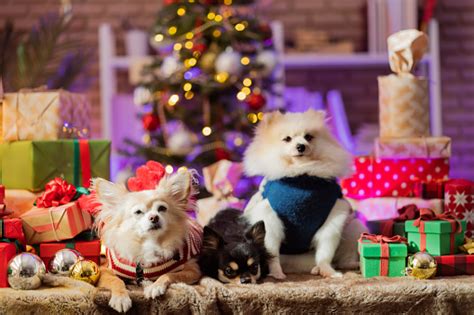2022 년 새해와 크리스마스 이브 컨셉을 축하 다양한 선물 선물의 프레임 배열로 서 랩독의 그룹 샷은 리본 상자와 크리스마스 트리 라이트 보케 치와와 포메라니안 2022