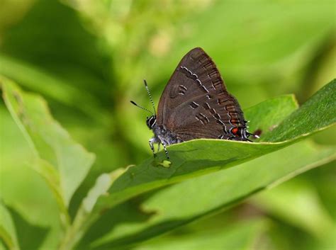 Businessautomation Workflowoptimization Ai Processautomation… Flowwright Ibpms