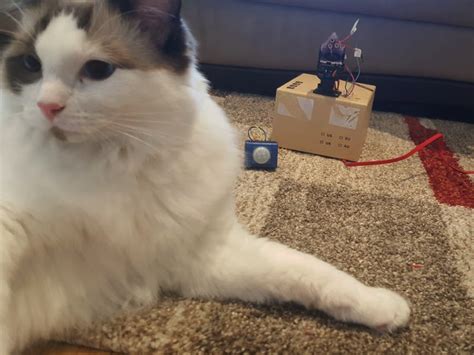 Moving Laser Game For Cats With Raspberrypi Raspberry Pi Piday Adafruit Industries Makers