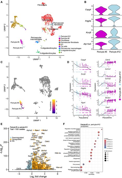 In Vivo Programming Of Adult Pericytes Aids Axon Regeneration By