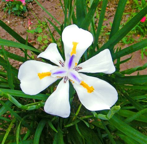 Australian Native Iris Native Garden Wild Woman Garden