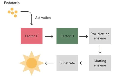 Pyrogens And Pyrogen Testing Bmg Labtech