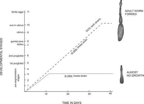 Current Status Of The Genetics And Molecular Taxonomy Of Echinococcus Species Parasitology