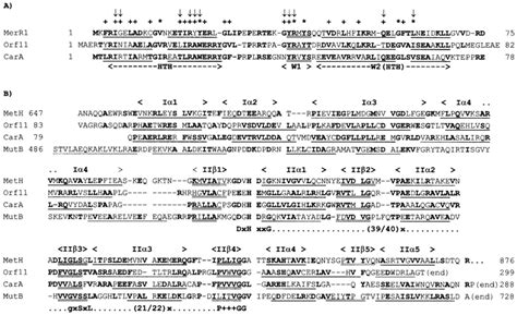 A Sequence Alignment Of The N Termini Of Cara And Orf11 With The