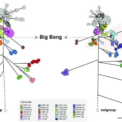 Comparation Of Indel Based And Snp Based Phylogeny With 365 Genomes Of Download Scientific