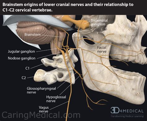 Occipital Neuralgia And Suboccipital Headache C2 Neuralgia Treatments Without Nerve Block Or