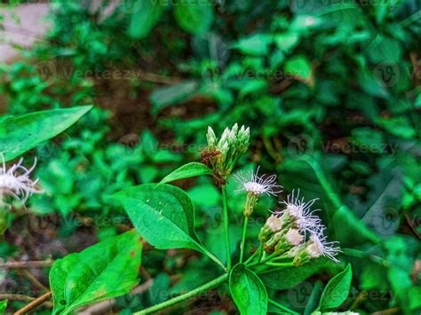 Macro Shot Of Chromolaena Odorata Flower A Fast Growing Tropical Plant