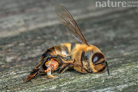 Drone Honey Bees
