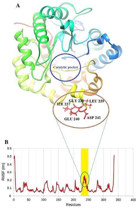 Atom Positional Rmsfs Of The Ca Atoms Of Oph Wt Download Scientific