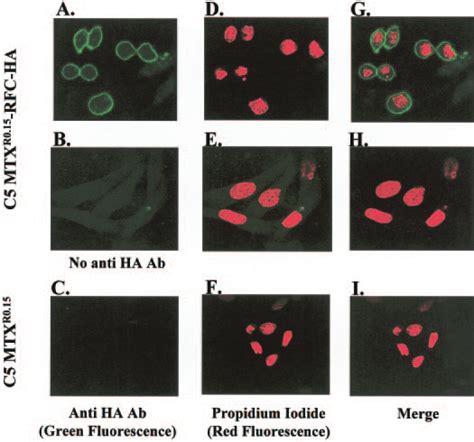 Immunofluorescence Analysis Of Rfc Ha Expression And Subcellular
