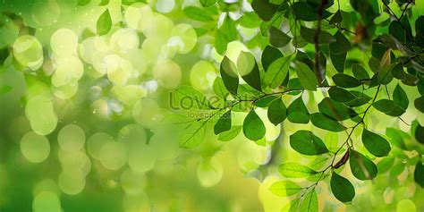 녹색 잎 Bokeh 빛과 그림자 배경 이미지 Hd 녹색 배경 후광 식물 배경 사진 무료 다운로드 Lovepik