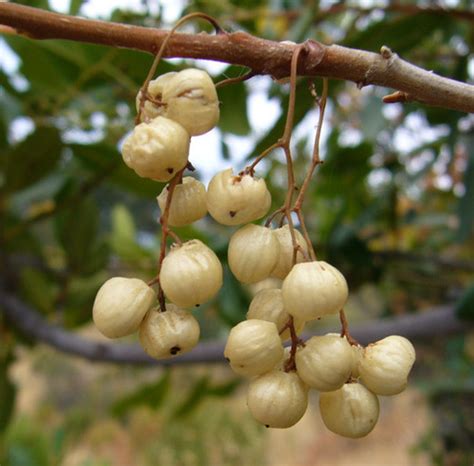 Western Poison Oak Trees And Shrubs Of The Sunol Region Bioblitz · Inaturalist