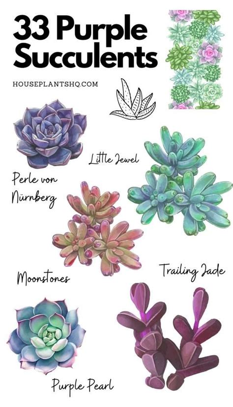 33 Of The Best Purple Succulent Plants For Your Home Vintage Design Home