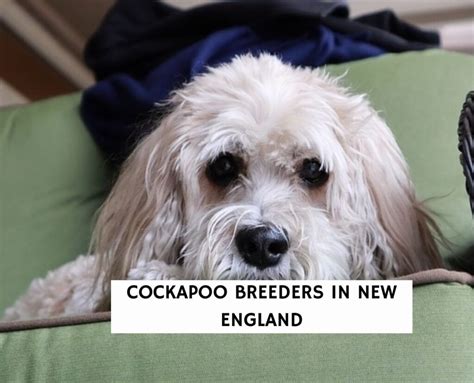 8 Best Cockapoo Breeders In New England