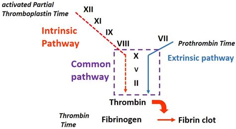 Medicina Free Full Text Isolated Prolongation Of Activated Partial