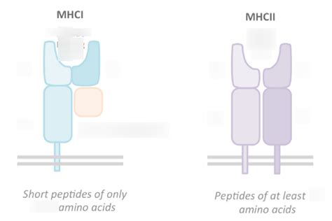 MHC1 And 2 Diagram Quizlet