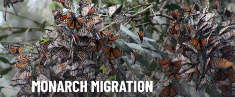 California Western Monarch Protection Week Acr 103 Official Website