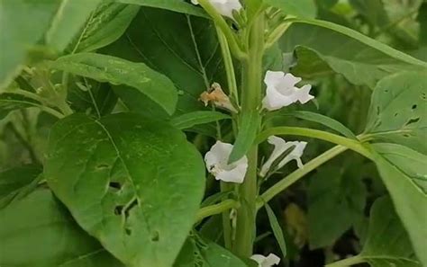 丢了西瓜捡芝麻是什么意思 蜜源植物 酷蜜蜂