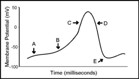 Outline For Chapter 12 Neurons Action Potential And Synapse Diagram Quizlet