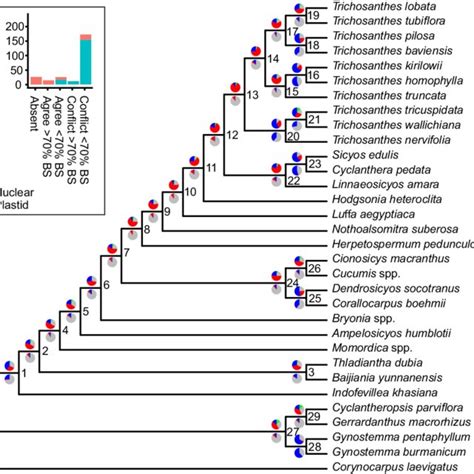 Ml Tree Inferred From A Concatenated Alignment Of All Plastid And