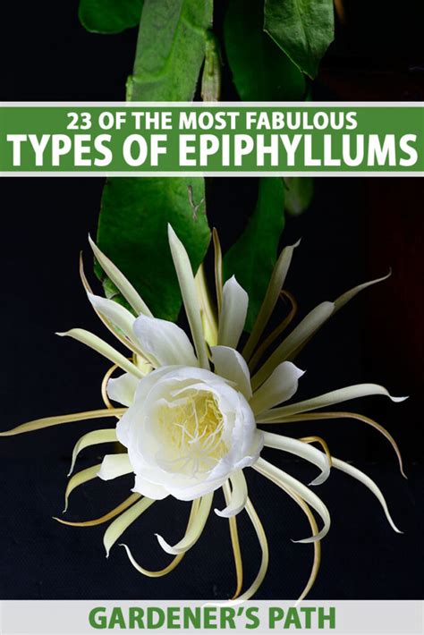 23 Of The Most Fabulous Types Of Epiphyllums To Grow At Home