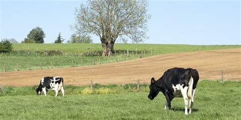Mejorar La Alimentación De Las Vacas Para Evitar Las Emisiones De Metano