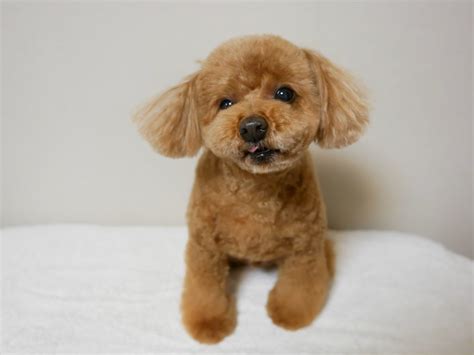 푸들 미용 종류 5가지 콘티넨털 클립은 특수 목적 미용이라고 비마이펫 라이프