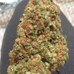 Mother Of Berries Aka Mob Mother Of All Berries Maine Original