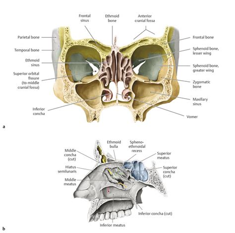 Maxillary Sinus Human Skeleton Anatomy Maxillary Sinu