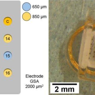 Wireless Floating Microelectrode Array Secured With Silicone Sealant Download Scientific
