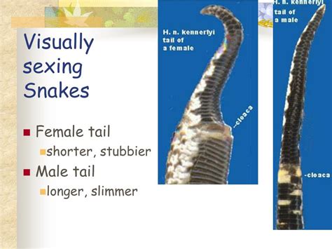 Ppt Snake Management Powerpoint Presentation Free Download Id5775197 Ppt Snake Management Powerpoint Presentation Free Download Id5775197