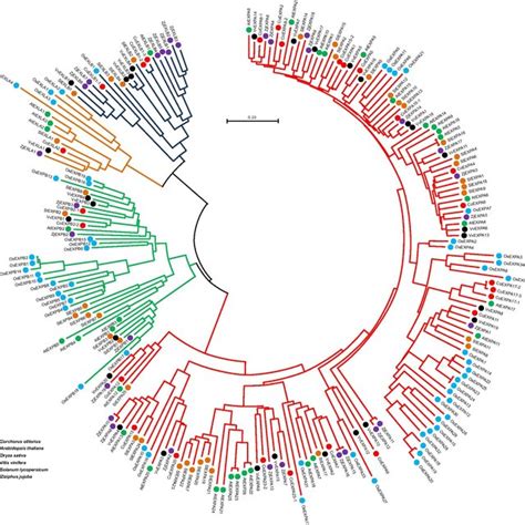 Schematic Representation Of Exonintron Structure Of Coexp Genes A Download Scientific Diagram