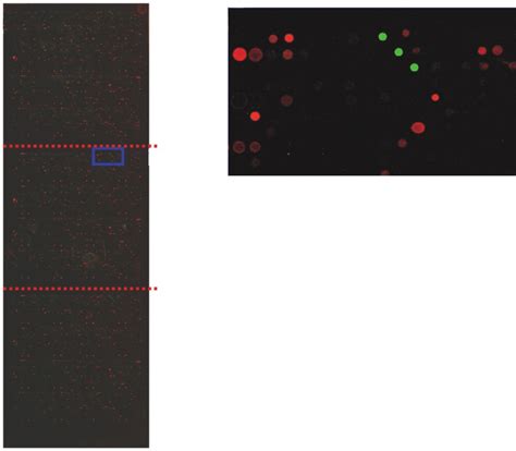 Overview Of Peptide Microarray Analysis A Dual Color Fluorescence Download Scientific