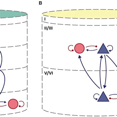A Intrinsic Circuitry In Granular Cat Striate Cortex Adapted From Download Scientific Diagram