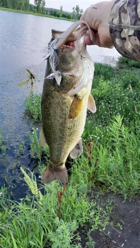 Topwater Bass Rfishing