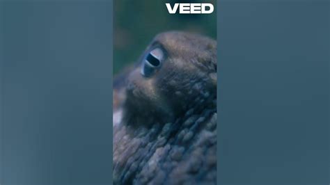 Facts Artificialintelligence Technology Datascience Tech Ytshorts