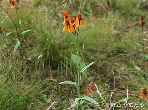 コウリンカ 野山の花たち 東北と関東甲信越の花
