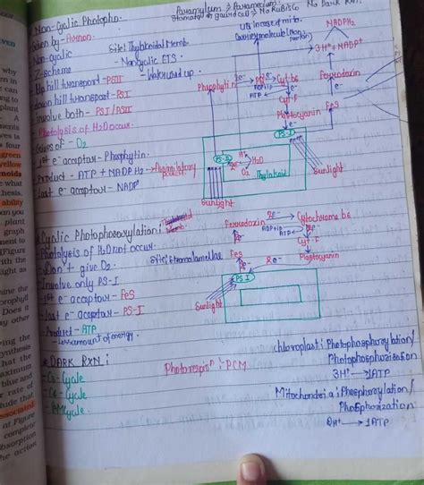 Difference Between Cyclic And Non Cyclic Photophosphorylation EduRev