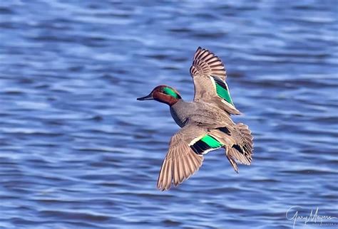 Green Winged Teal In Flight Vermilion Parish Louisiana Usa