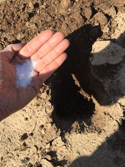 A Day In The Life Of A Farm Wife Egg Shells And Tomatoes