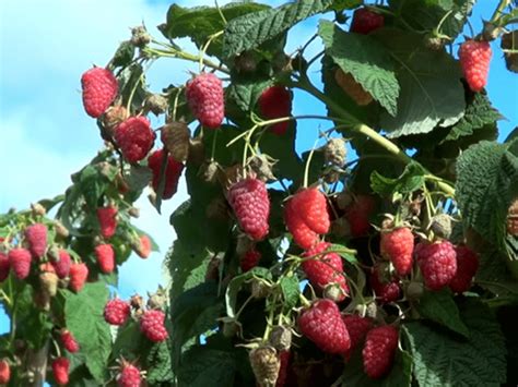 Купить саженцы Малина Васена в питомнике. Для сорта Малина Васена есть ...