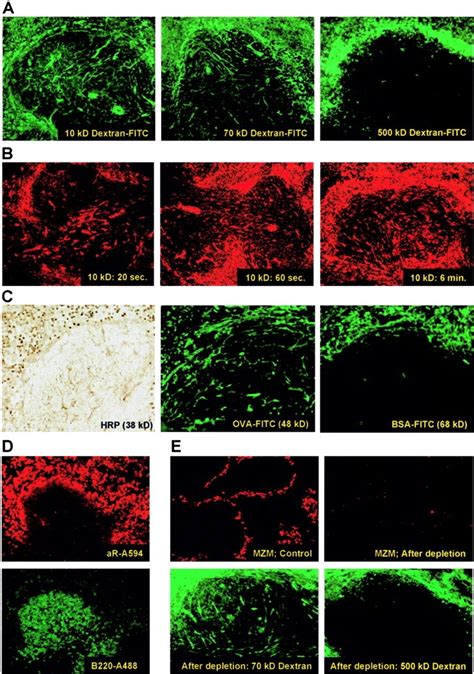 A Localization Of 10 70 And 500 Kd Fitc Labeled Dextran 10 Min Download Scientific Diagram