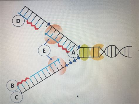 Solved Dna Replication Dna Labeling Iv Fill In The Blanks