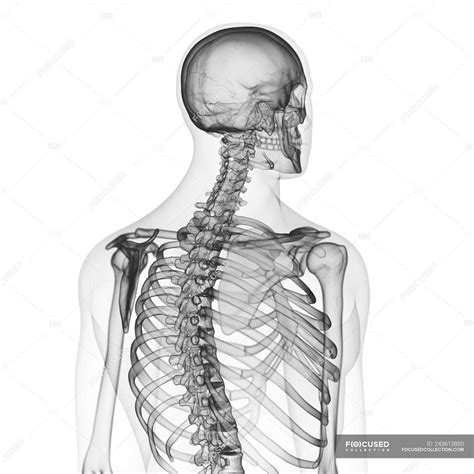 Labeled Human Skeleton Diagram
